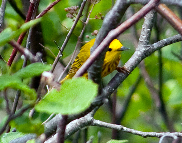 Sustainable Music: Cultural Sustainability, Economics and the Environment