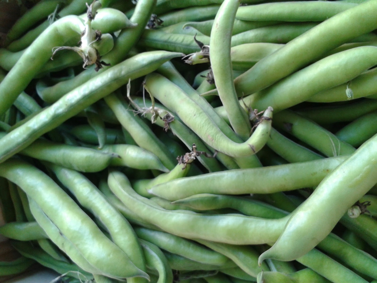 La Pera: Les faves, menys calories del que ens pensem!