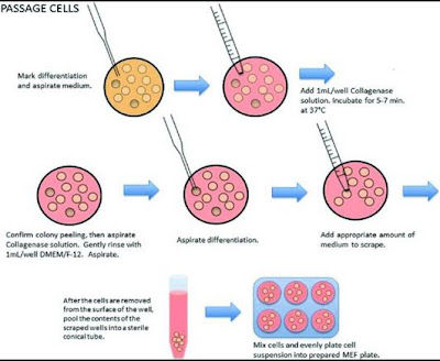 subculture or splitting cells |Genetic Engineering Info