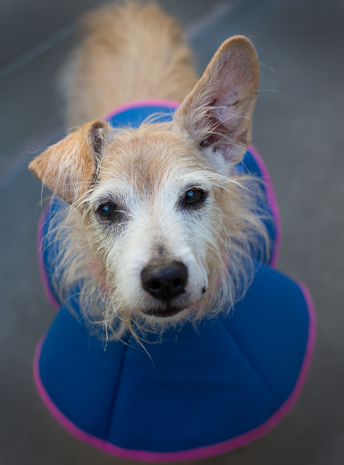 Shelter Dogs of Portland: "ARBY" longhaired Doxie...."MAXSON" terrier ...