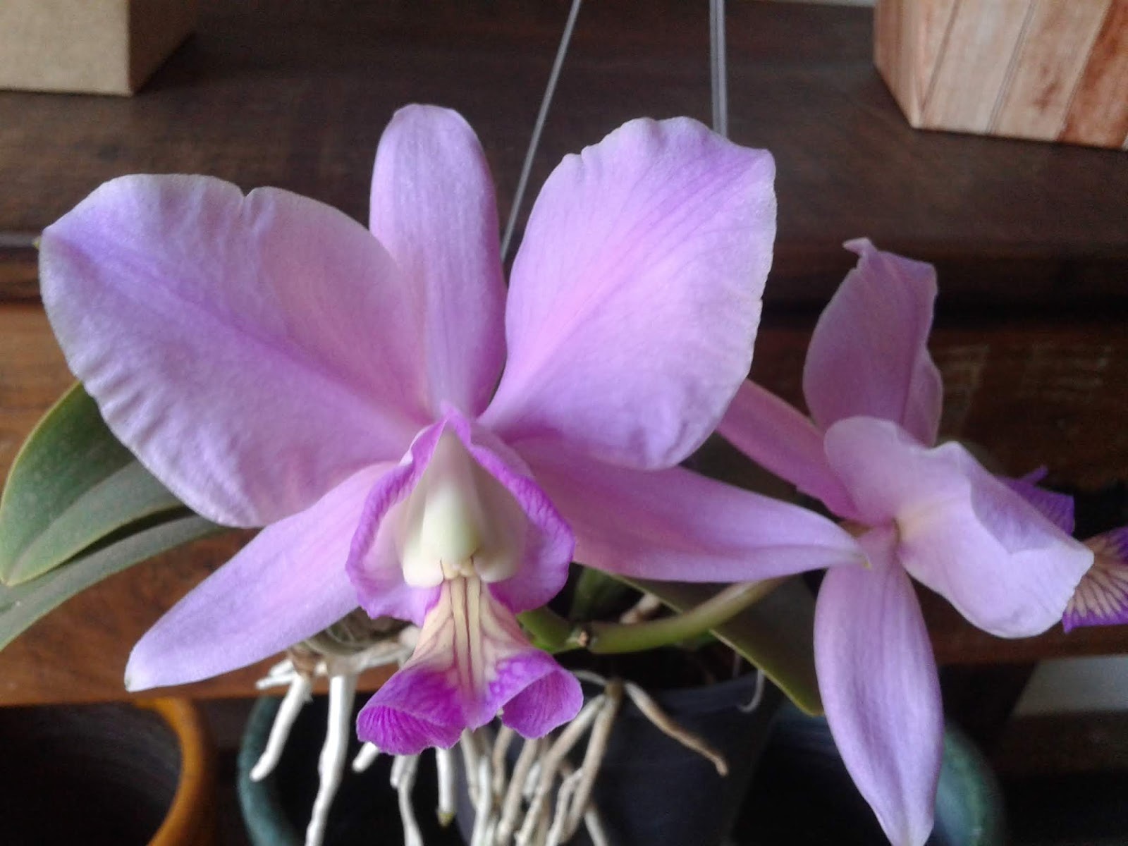 Orquidário OrquivivA: Festival de Nobilior