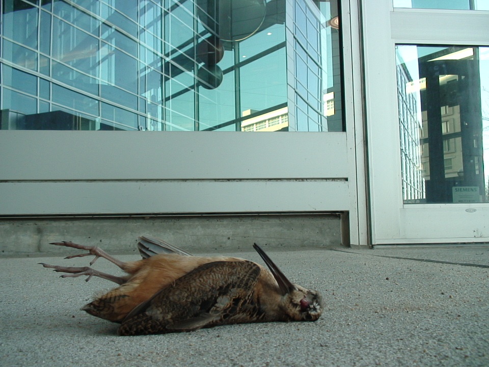 Wildbirds Broadcasting: Bird Window-strike Instance Number 1500