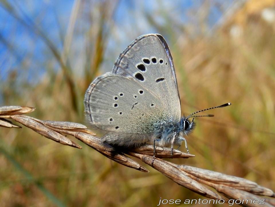 MARIPOSAS DE ARANJUEZ Y COMARCA: Glaucopsyche melanops (Escamas azules)