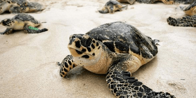 Cierra época anidaje tortugas más grandes del mundo en Puerto Rico