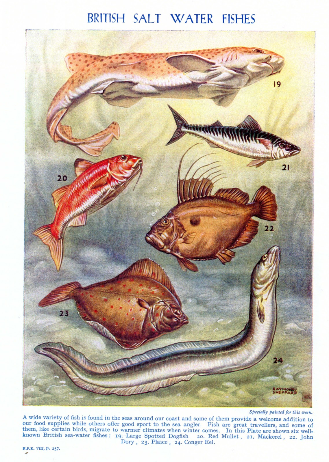 British Fresh and Salt Water Fish