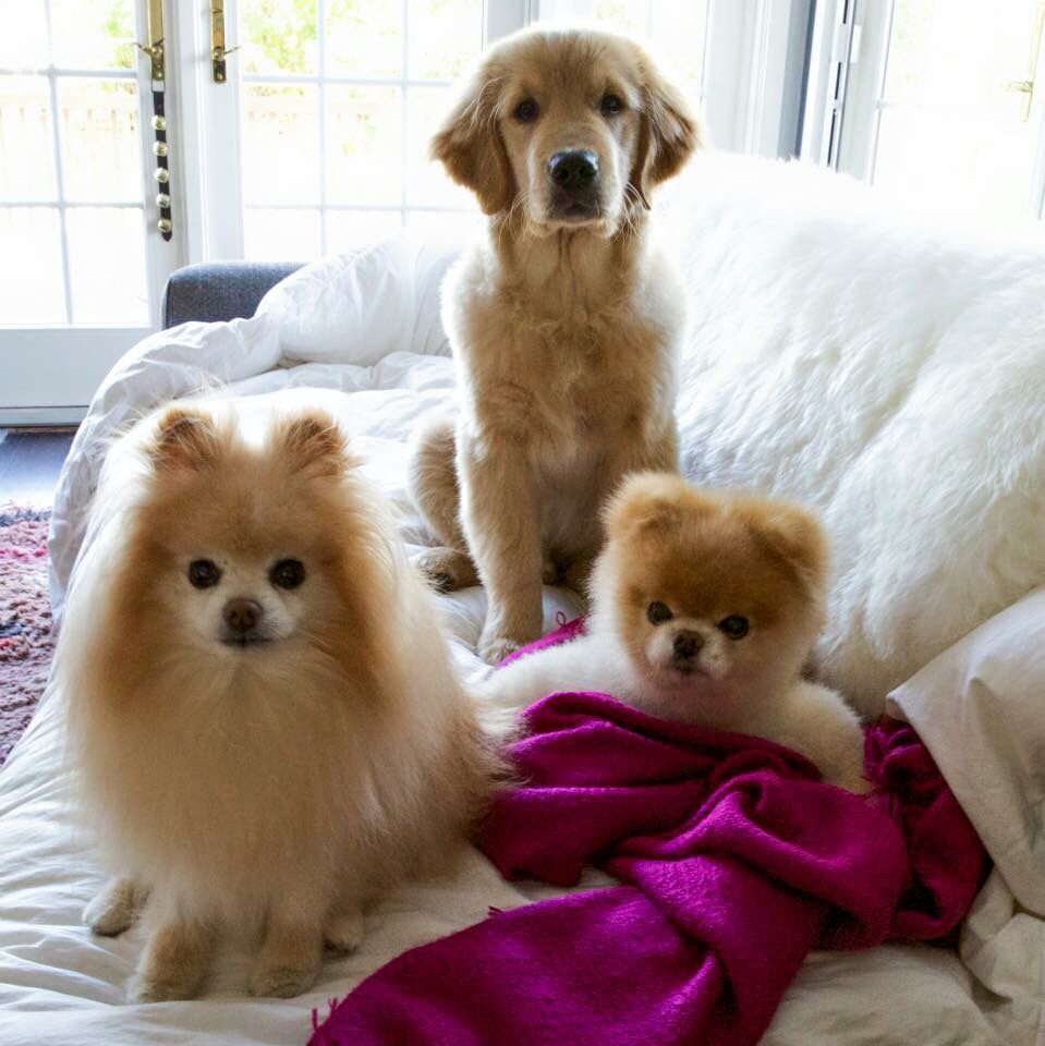 Bibi Leitura : Morreu Boo, “o cão mais fofo do mundo”