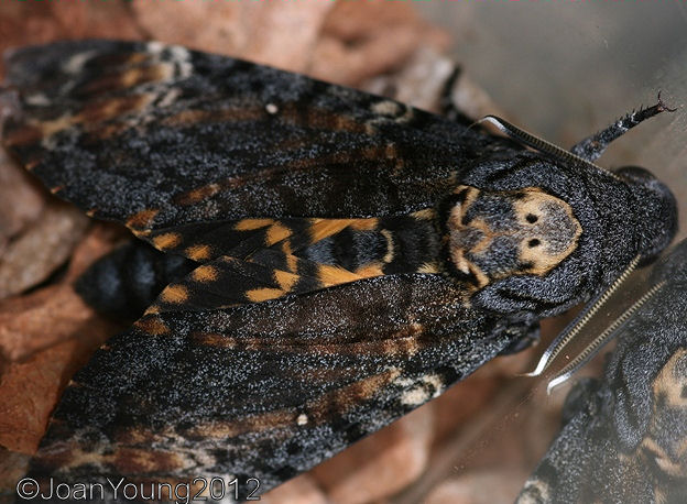 South African Photographs: Death's Head Moth (Acherontia atropos)
