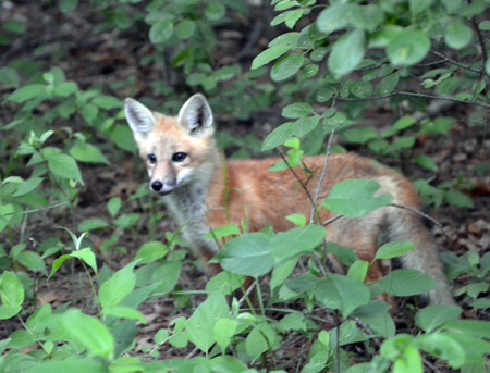 _CabinGirl: Red Fox Release (and a small rant)