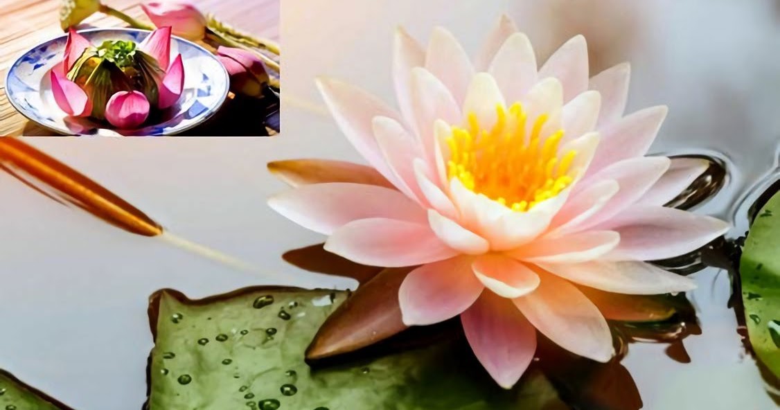 Flor de Loto/Lotus Flower