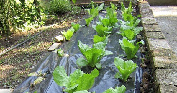 il mio mini orto sinergico, prima parte - by Delia