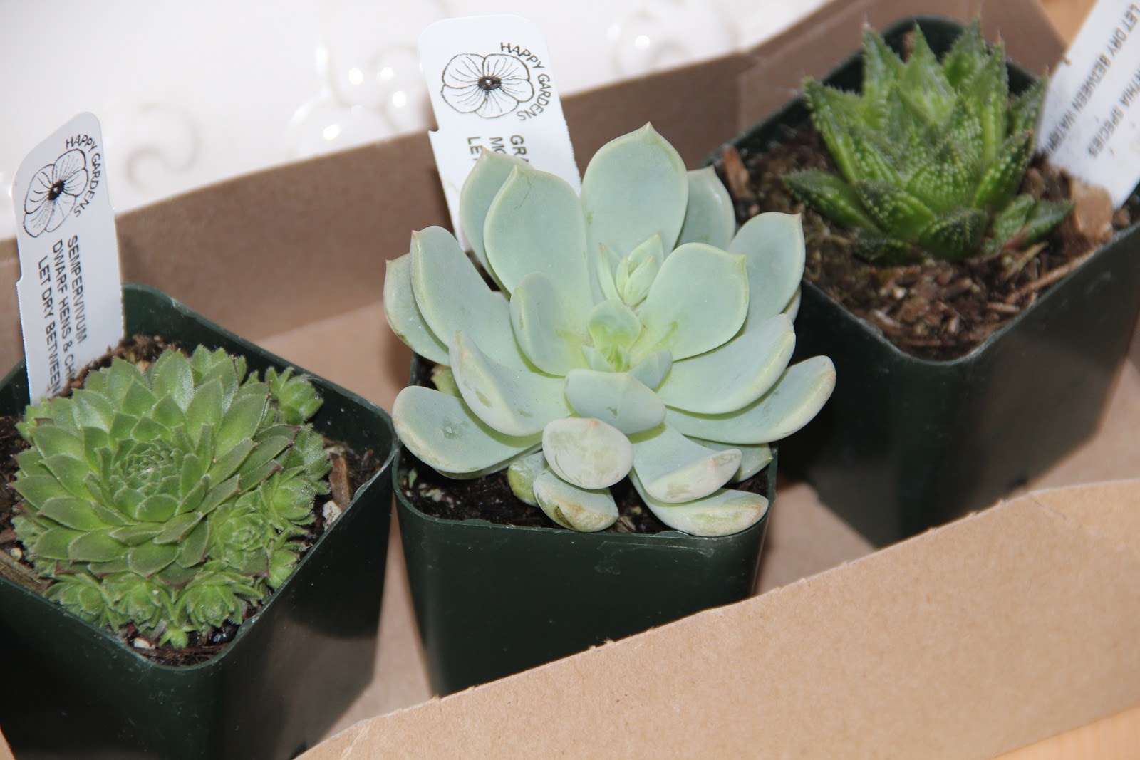 Satin And Salt: DIY: Crystal and Succulent Terrarium