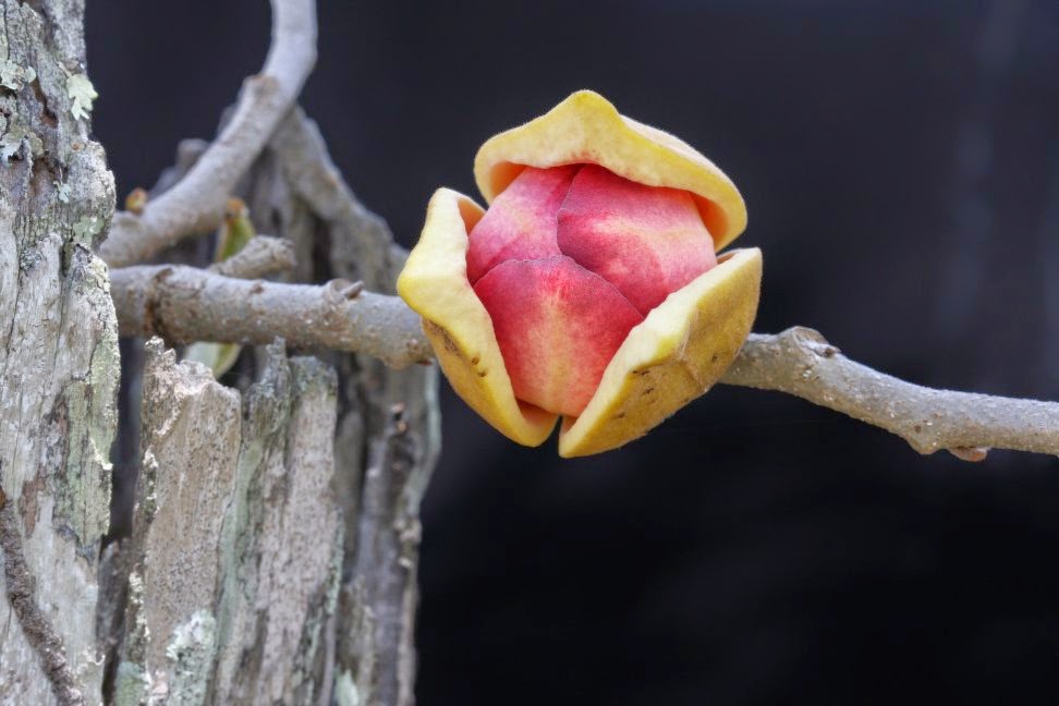 Flora de Puerto Rico Ilustrada Papo Vives: ANNONACEAE ANNONA PURPUREA ...