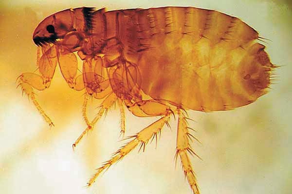 FAQS -Preguntas Frequentes: ¿Es lo Mismo Peste Neumónica o Peste Bubónica?