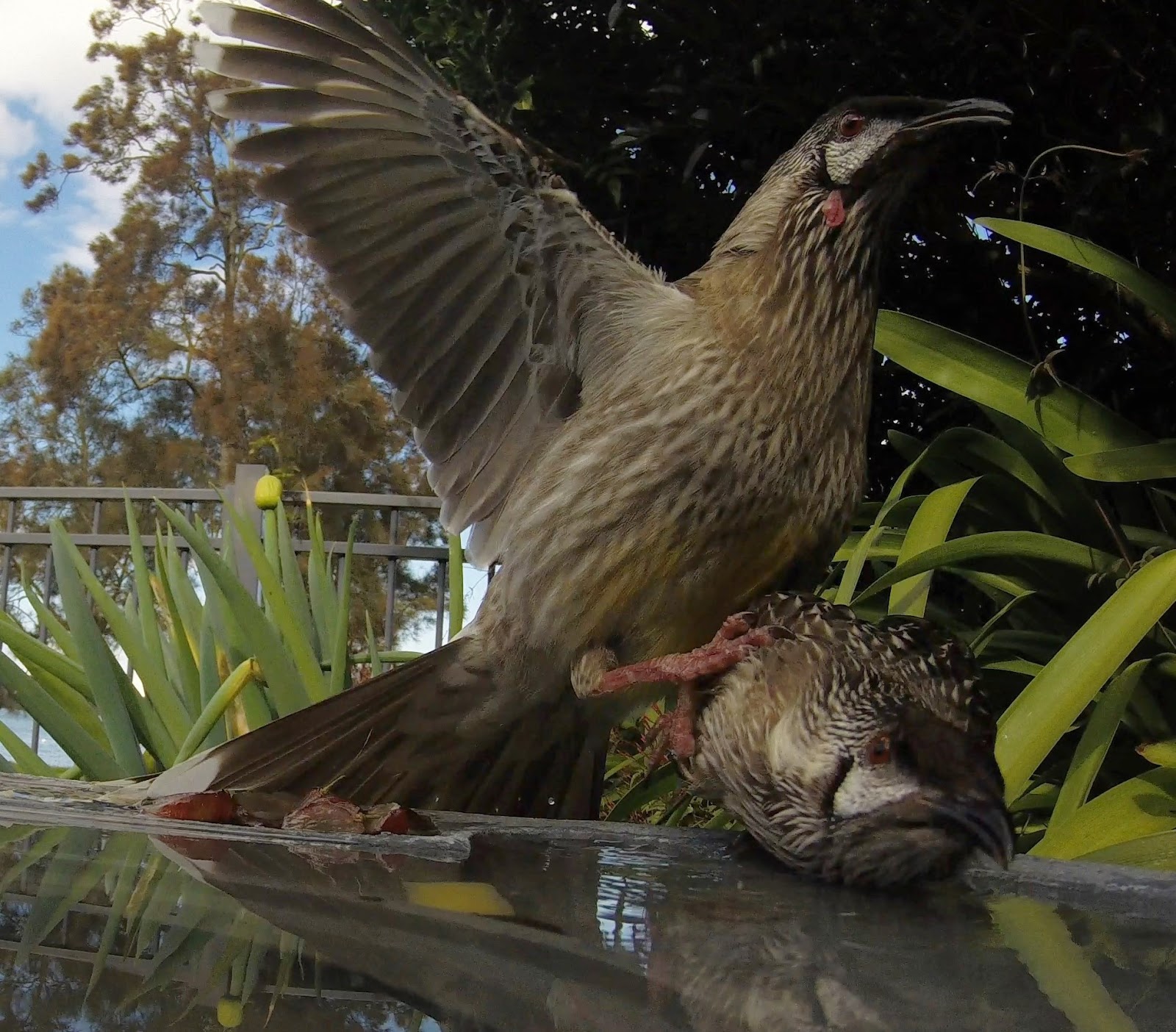My Burra Family: The Storm Birds are back
