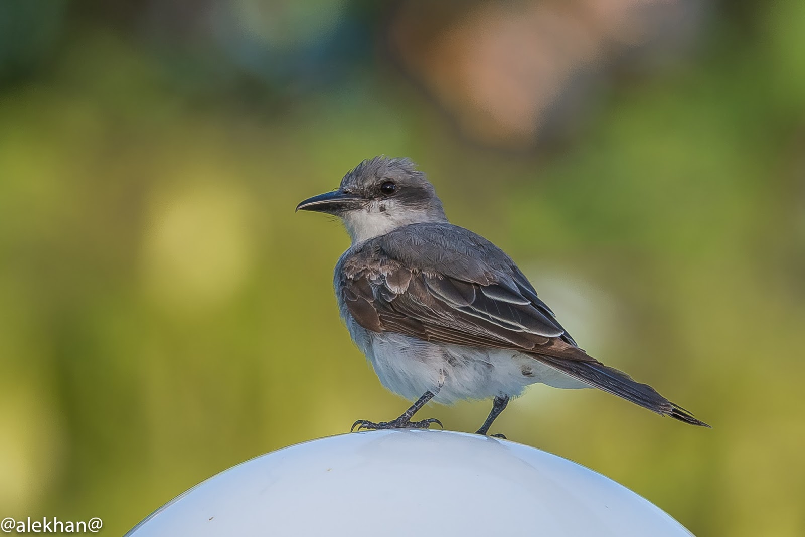 Pájaros, Pajarracos: Pitirre (Gray Kingbird)