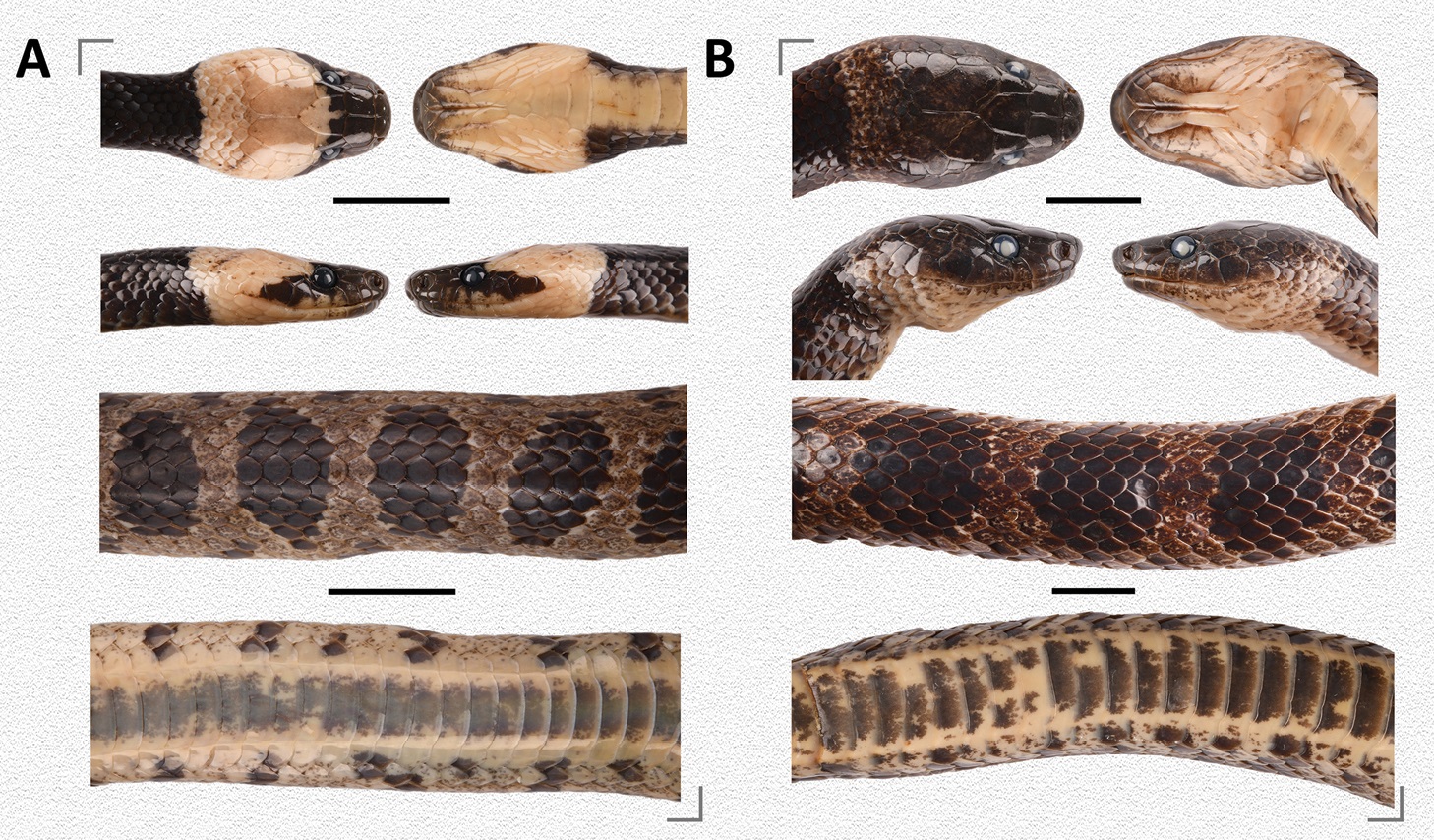 Species New to Science: [Herpetology • 2020] Lycodon cathaya • A New ...