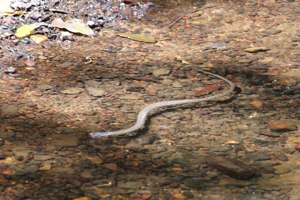 National Park Odyssey: Glastonbury Creek Campground, Brooyar State ...