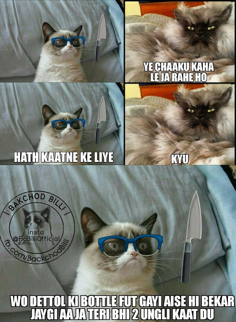 10 Bakchod Billi Memes that will make you LAUGH OUT LOUD - Inglish Baba ...