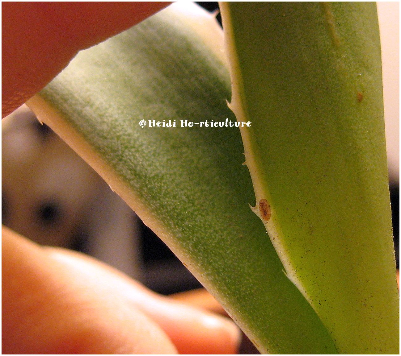 Heidi Horticulture: Common Houseplant Pests Part 3 - Scale