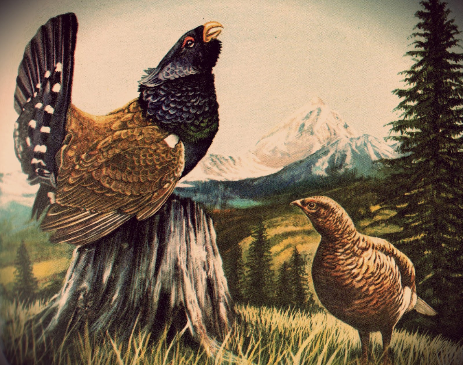 El Blog de Acebedo: El urogallo cantábrico agoniza en Asturias