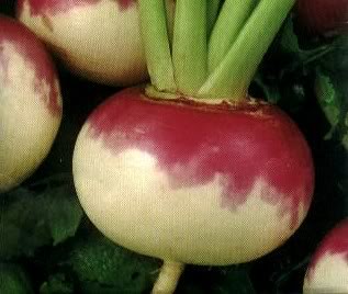 Benefits of Using Turnip