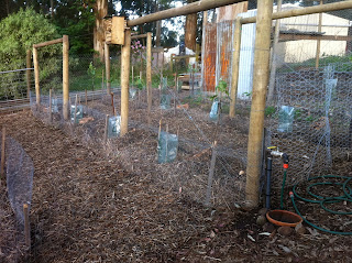 Tim the Garden Farmer: Green Manure Crop between Orchard Rows.