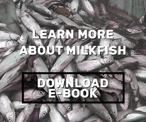6 Easy Steps How to Fillet a Milkfish Yourself - Milkfish Supplier ...