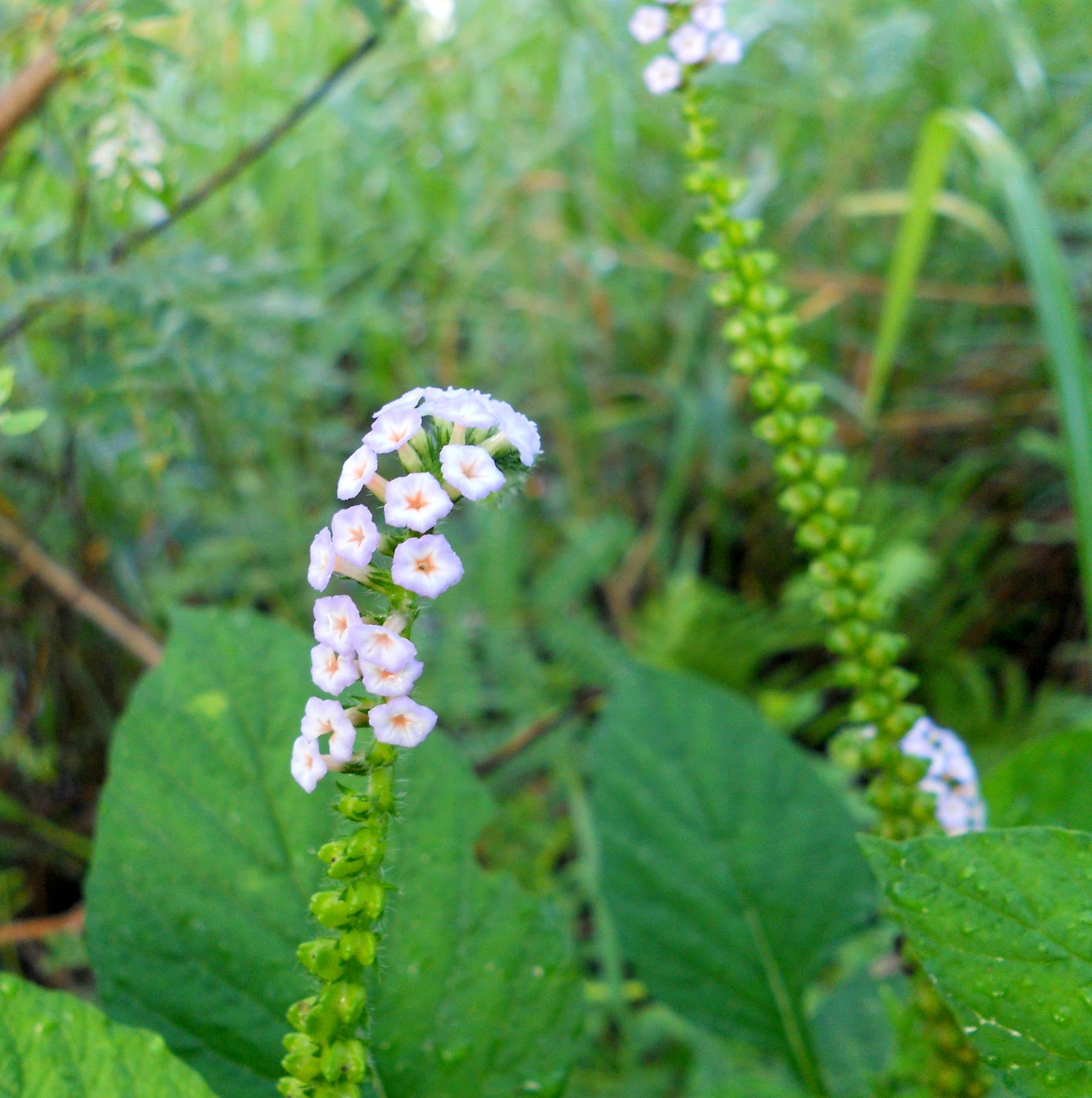 Hobi Belek Bunga Rumput... Koleksi 2 - Relaks Minda