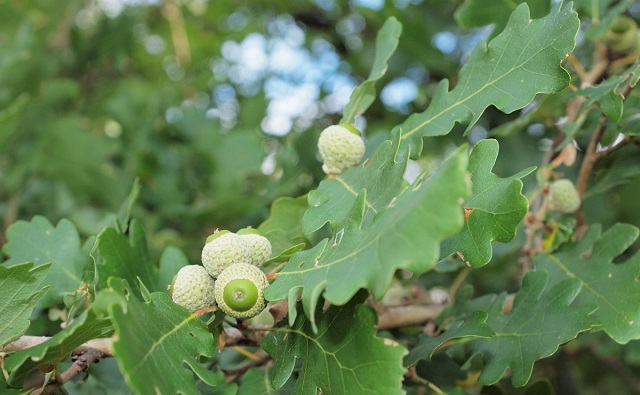 ROBLE PUBESCENTE: Quercus pubescens | Plantas rioMoros