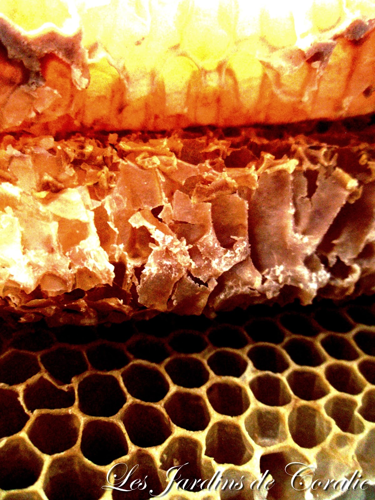 Les Jardins de Coralie: La cire d'abeille : purification