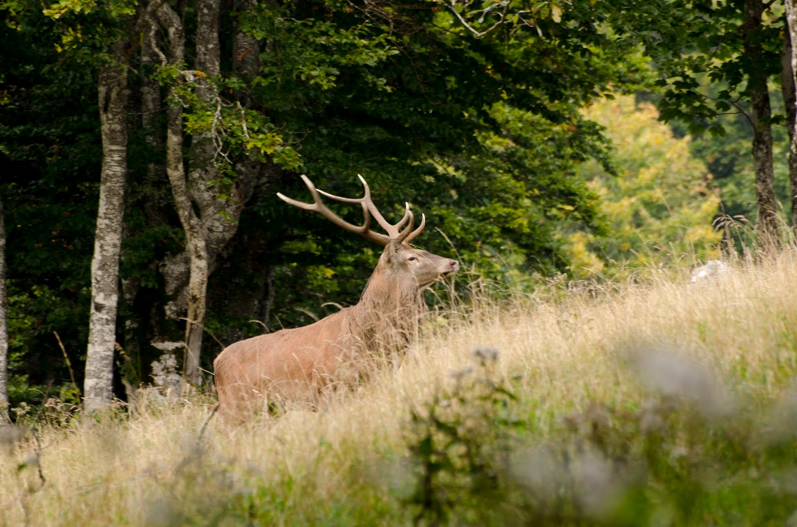 DROMESCAPE - Randonnées en Drôme et Escapades photographiques: Les ...