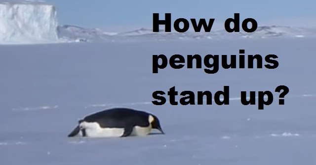 How do Penguins Stand Up When they Fall Over? | Whale of a Time