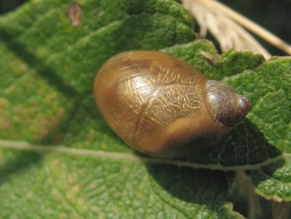 MR-WATER: Les limnées