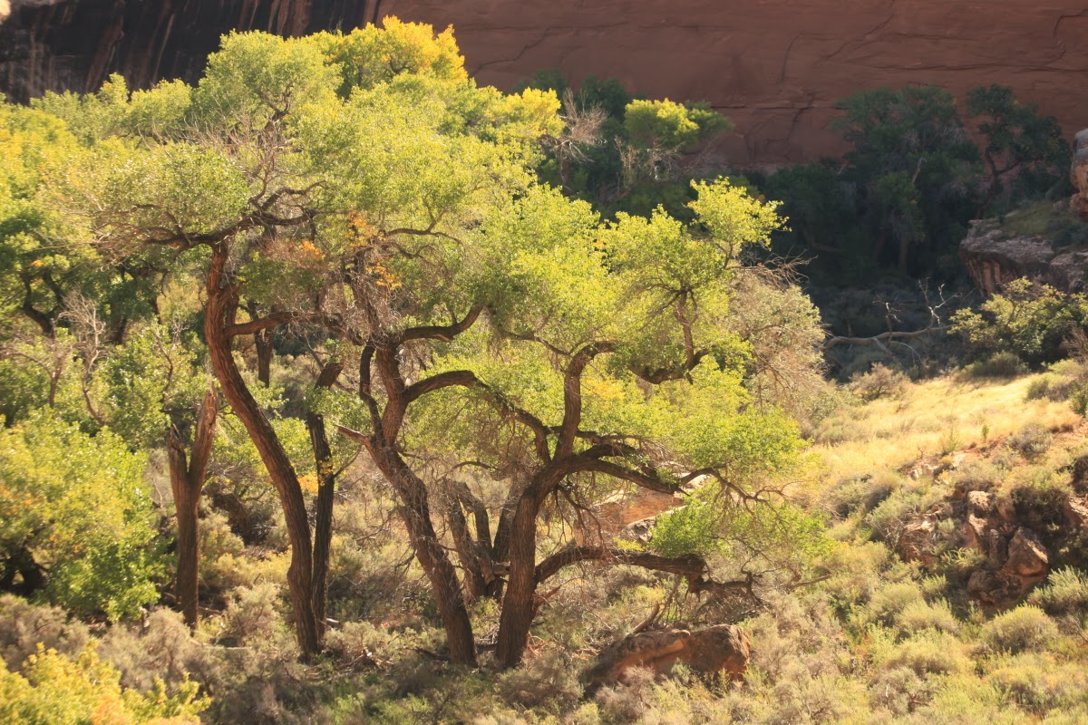 Earthly Musings - My Travel and Geology Blog: Hiking Into Grand Gulch ...