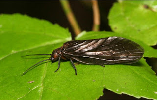 Megaloptera - Insectduniya|Entomology - Wikipedia