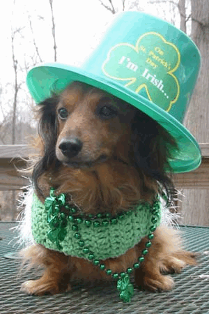 Humane Society of Eastern Carolina: Ten Reasons to Visit Canine Crawl!