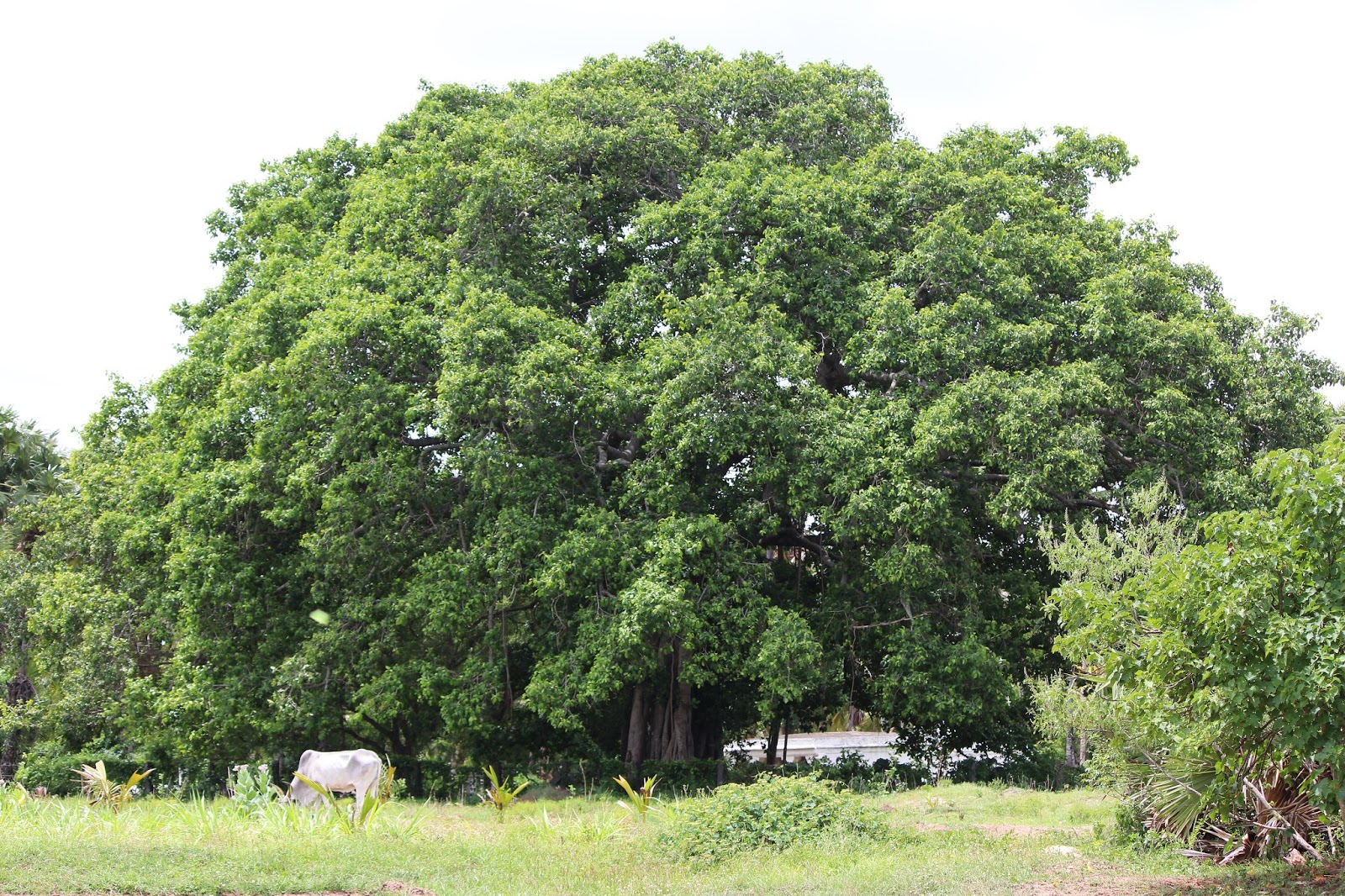 EnviroApps: EA FARMS - PLANTING MORE TREES