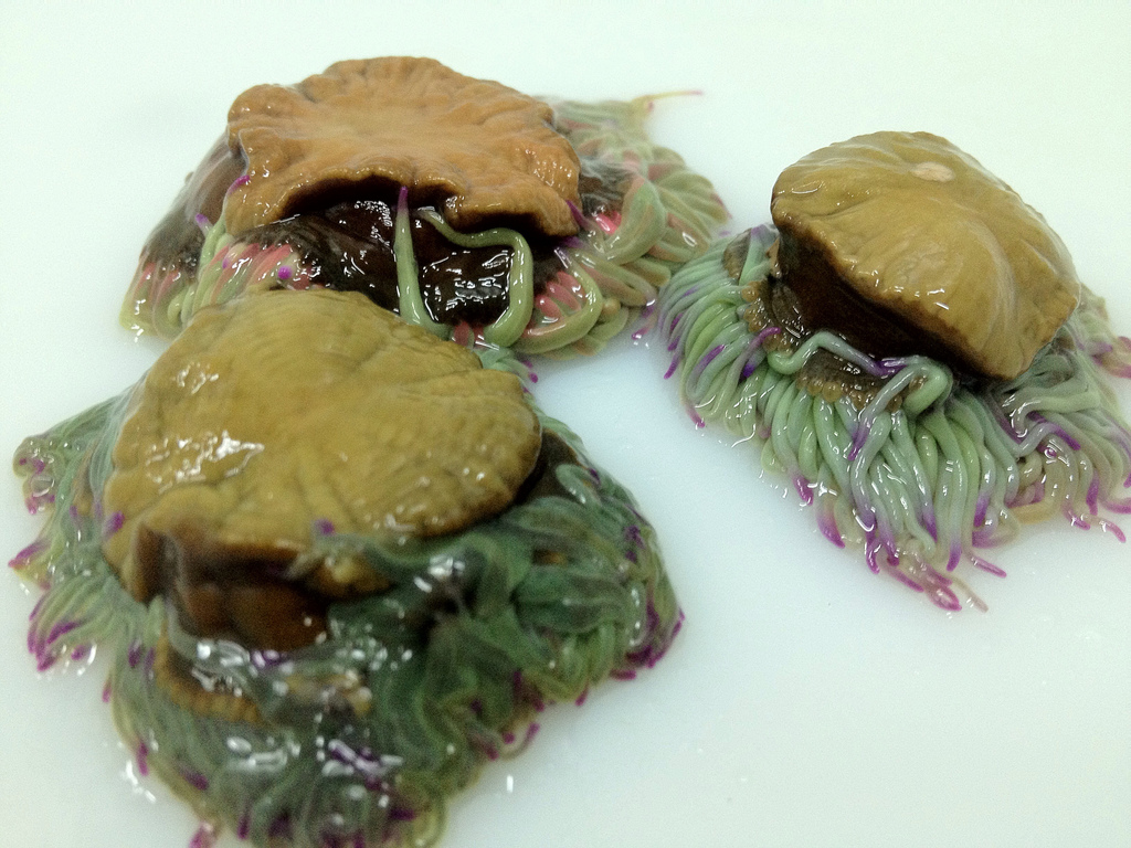 VIANDAS CADIZ SL: Ortiguillas de Mar prefritas