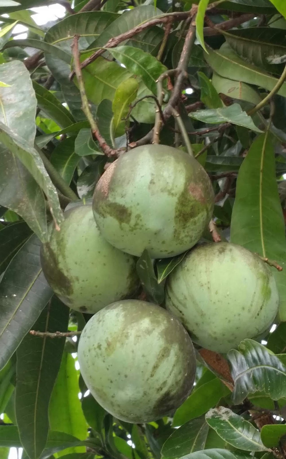 Warisan Petani: Jeruk Pelam Epal.