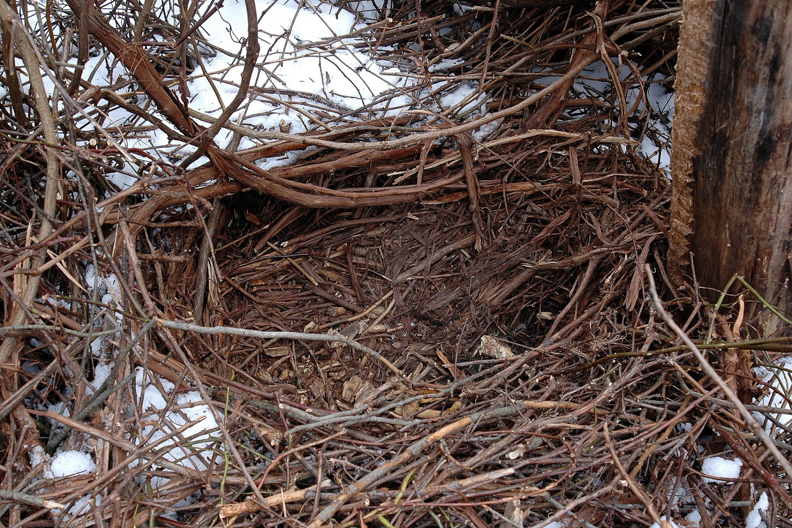 Backyard Beasts: Bear den season: 2013 Part I