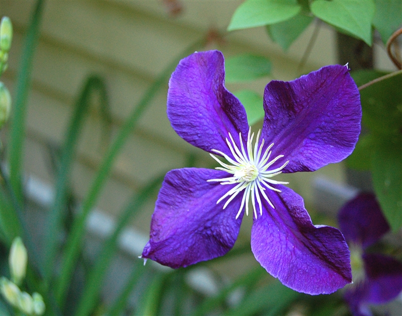 Capadia Designs: Saturday Garden Update