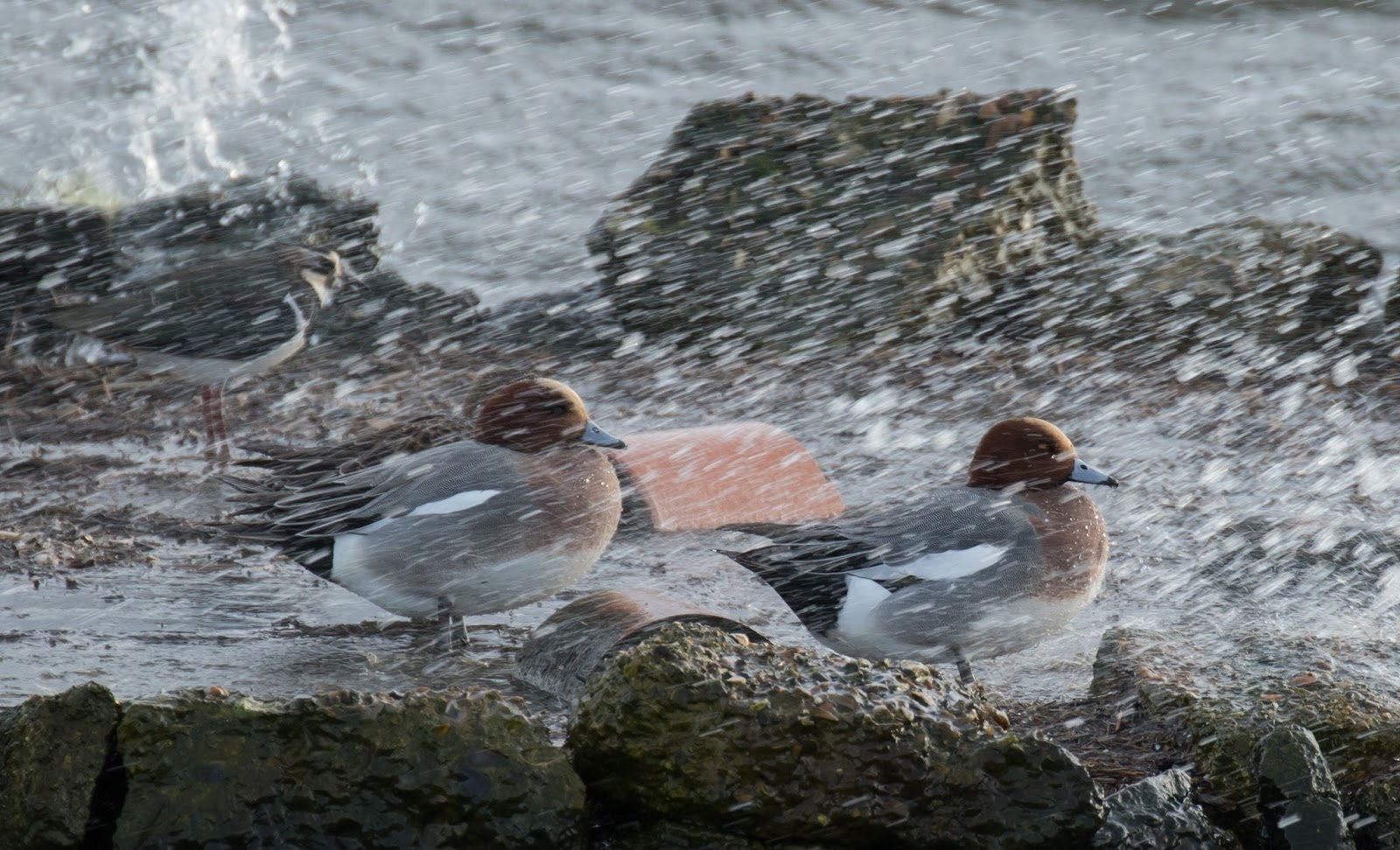 Northamptonshire Birding: Tough birds!