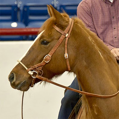 Buckaroo Leather Horse Tack, Use, Care and Maintenance: Learn How to ...