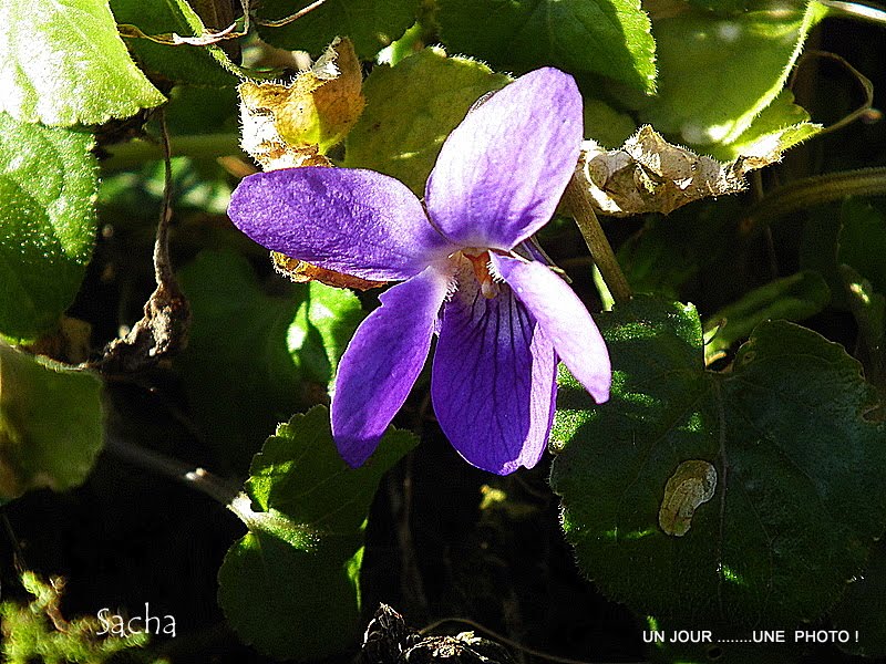 Un jour....Une photo !: Premières violettes
