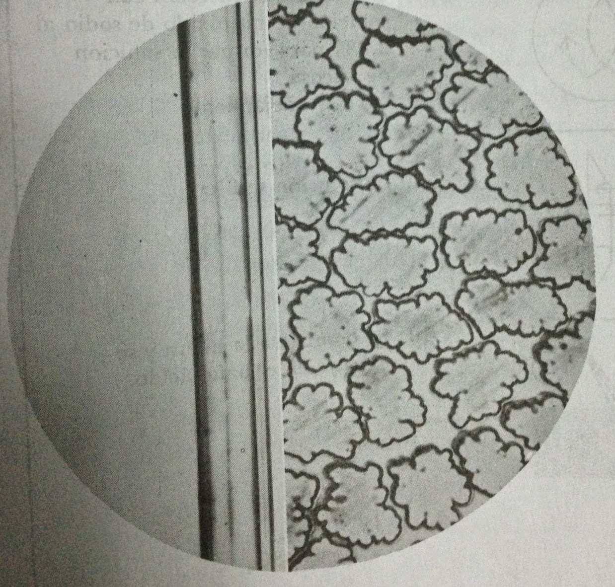 Rayón: Estructura física: