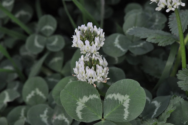 Desde Alájar: Trébol blanco