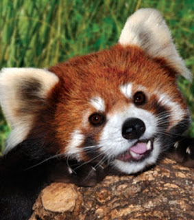 PANDA VERMELHO - UM MAMÍFERO AINDA POUCO CONHECIDO