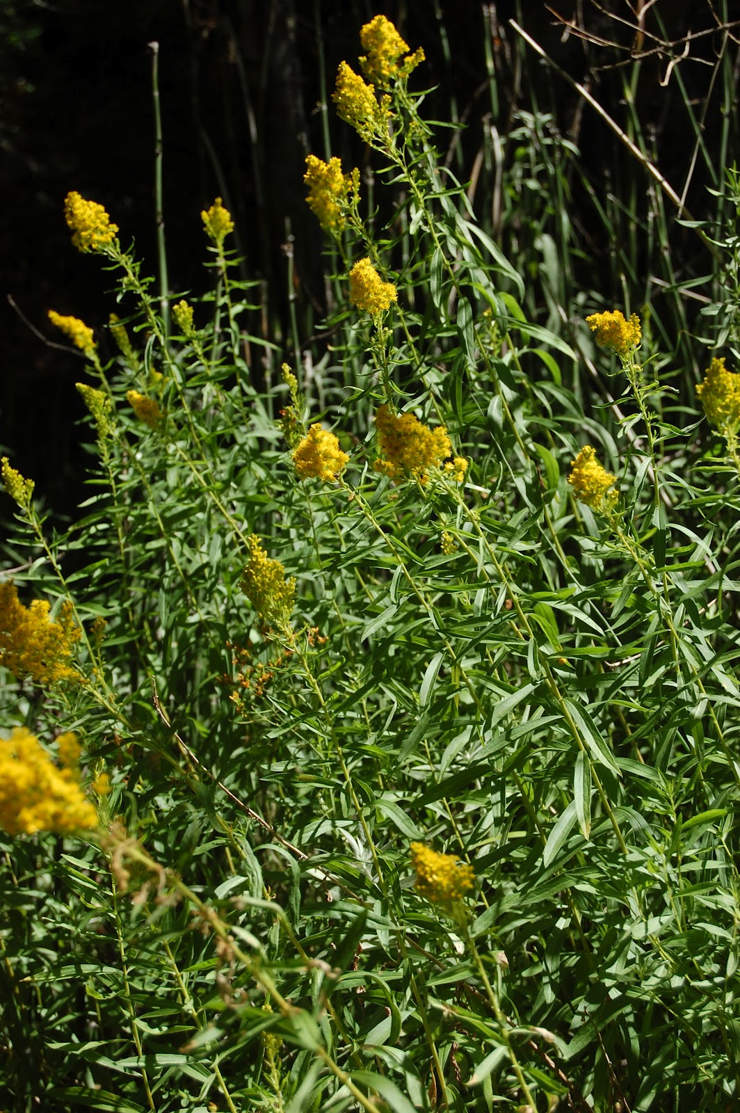 blackoaknaturalist: 'Tis the Season of Yellow Flowers