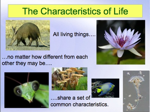 Characteristics of Life Powerpoint - Classroom Freebies