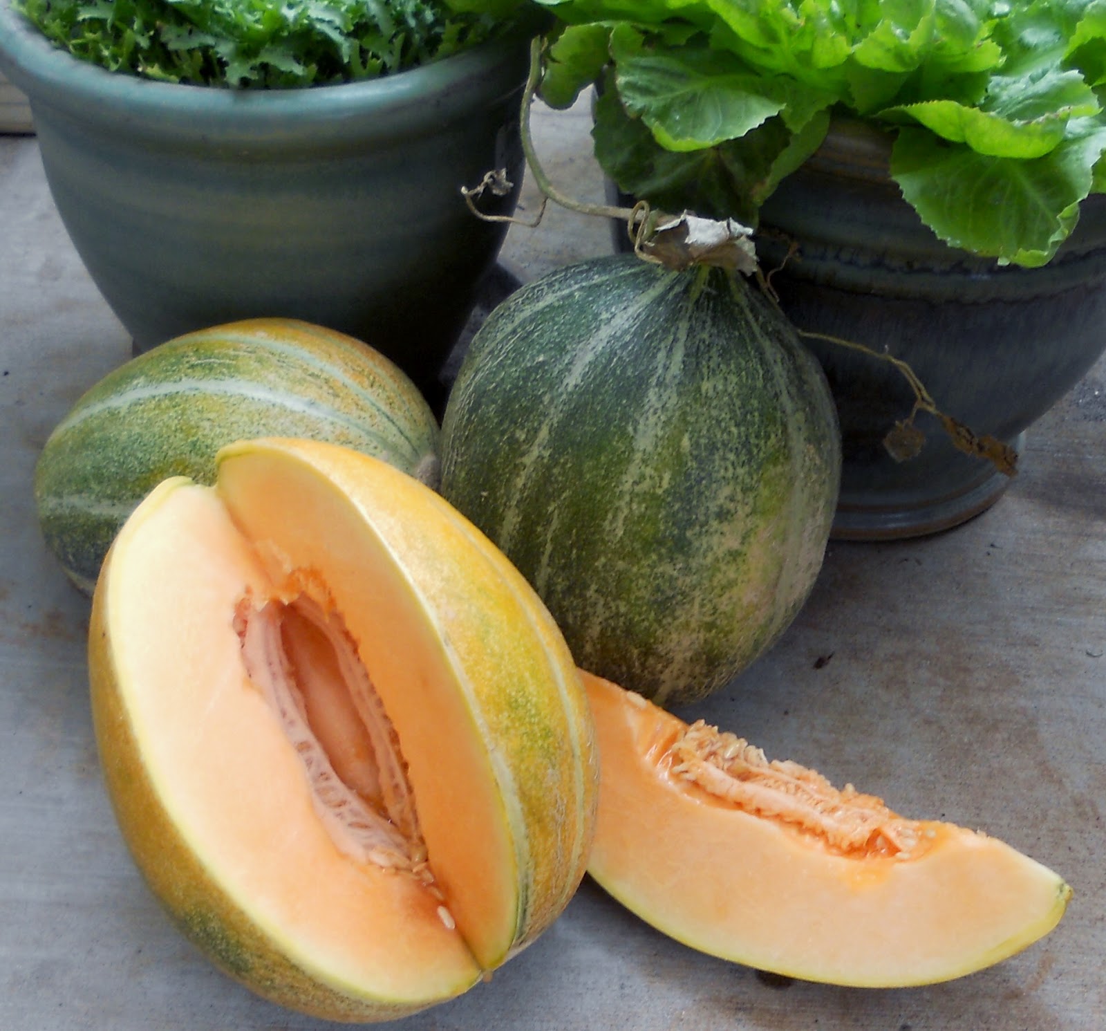 A Kitchen Garden in Kihei Maui: Growing Melons in Kihei